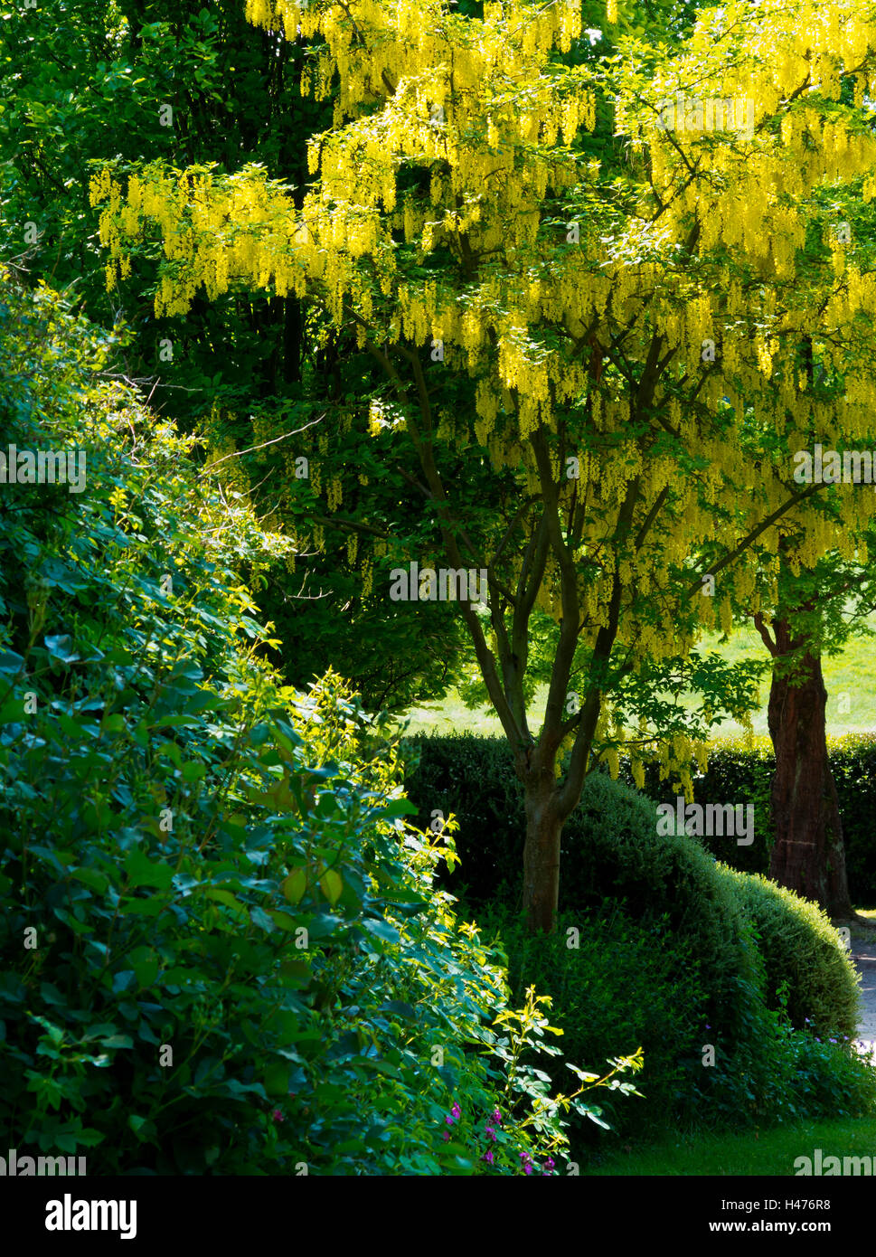 Laburnum tree hi-res stock photography and images - Alamy
