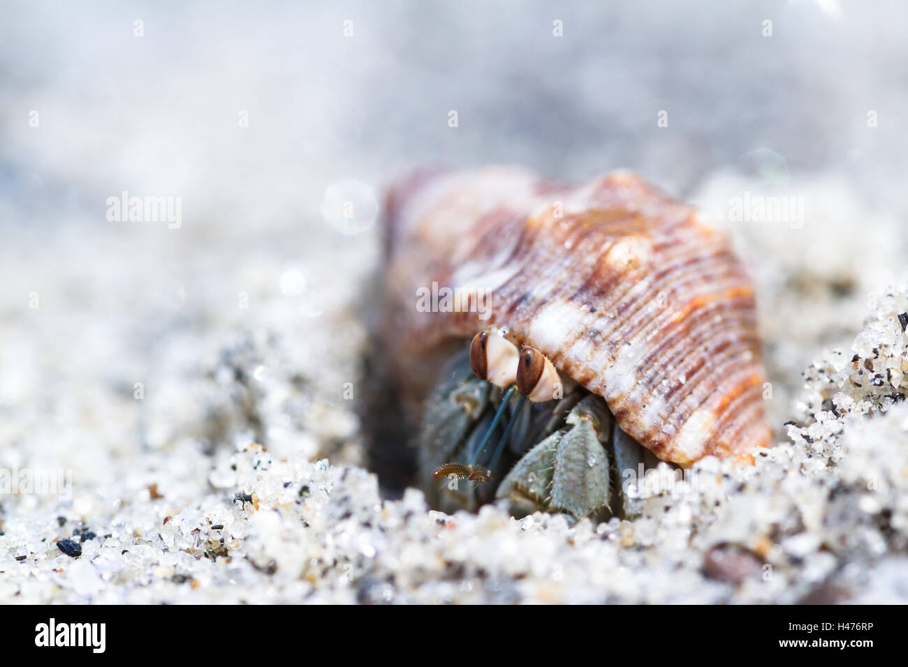 Crab beach panama hi-res stock photography and images - Alamy