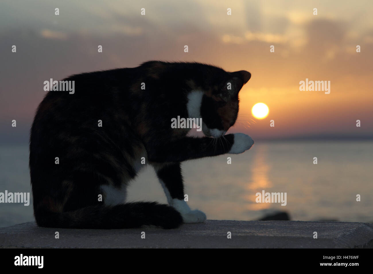 House cat, defensive wall, sit, clean side view, evening mood, mammal ...