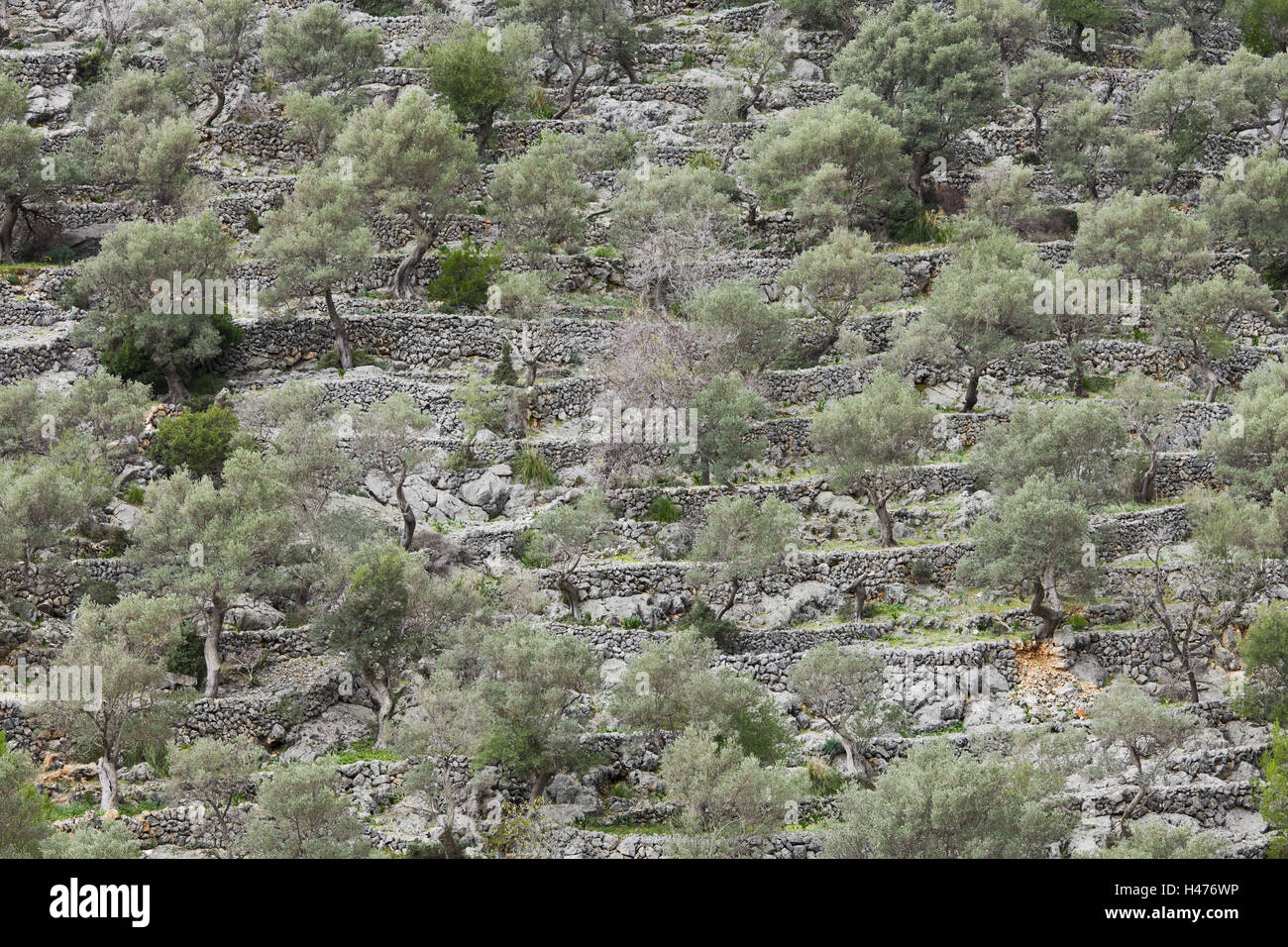 Terraces olive trees hi-res stock photography and images - Alamy