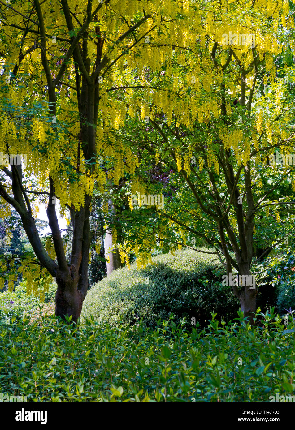 Laburnum tree a deciduous yellow plant native to the mountains of ...