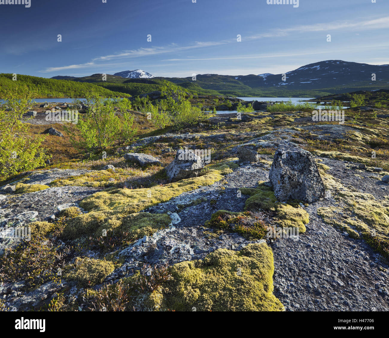 Northern moss hi-res stock photography and images - Alamy