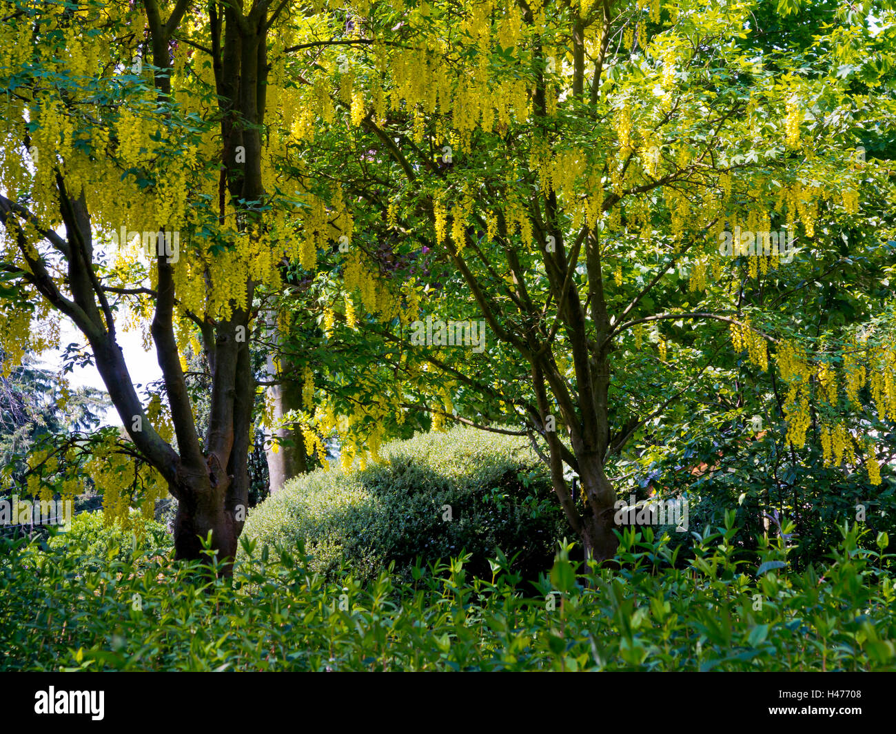 Flowering Tree And France Stock Photos & Flowering Tree And France ...