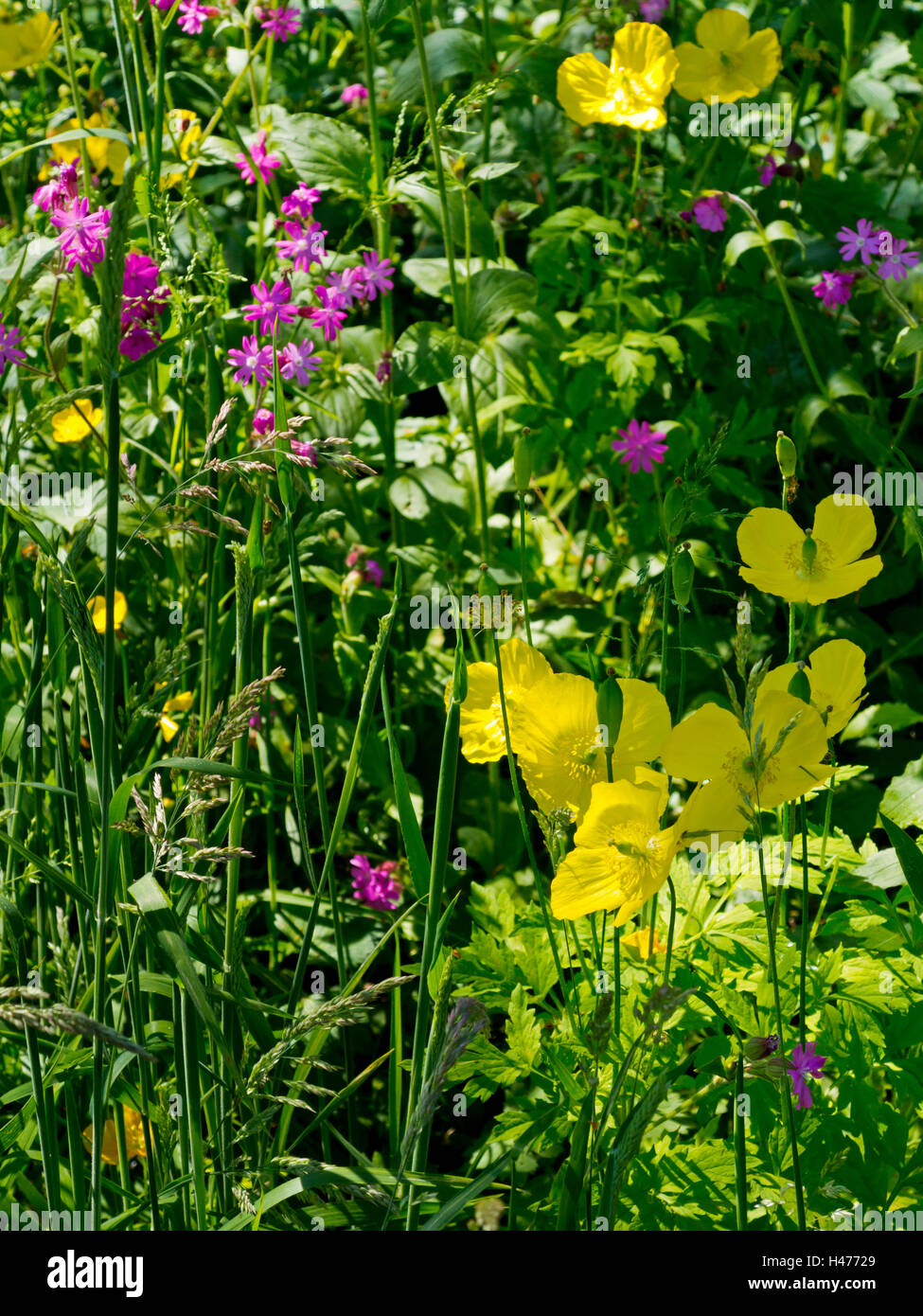 Early summer wild flowers hi-res stock photography and images - Alamy
