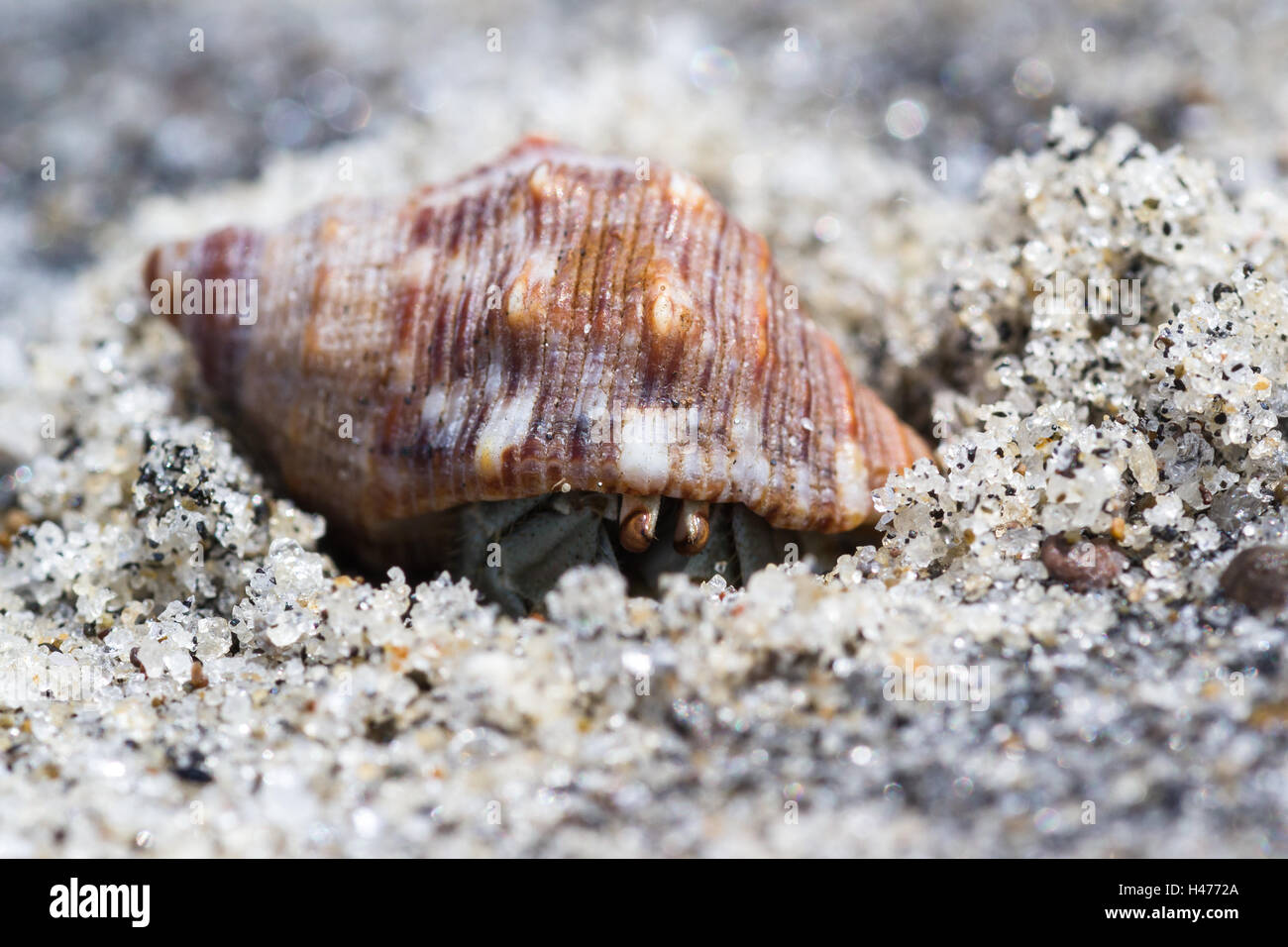 Crab beach panama hi-res stock photography and images - Alamy