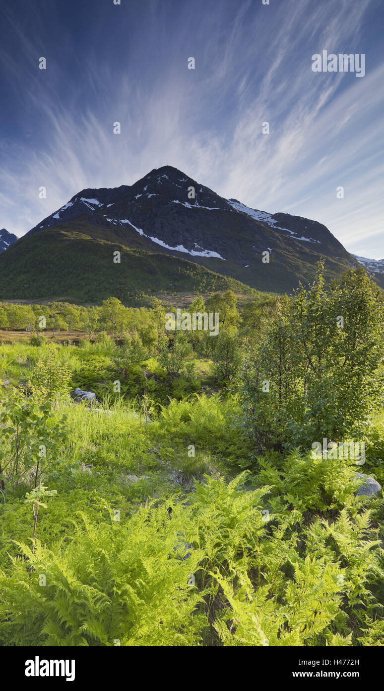 Norway, northern country, Hinnoya, Botntindan, fern Stock Photo - Alamy