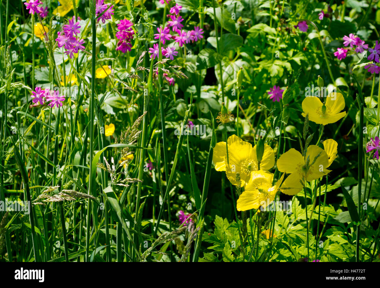 Natural hedgerow hi-res stock photography and images - Alamy
