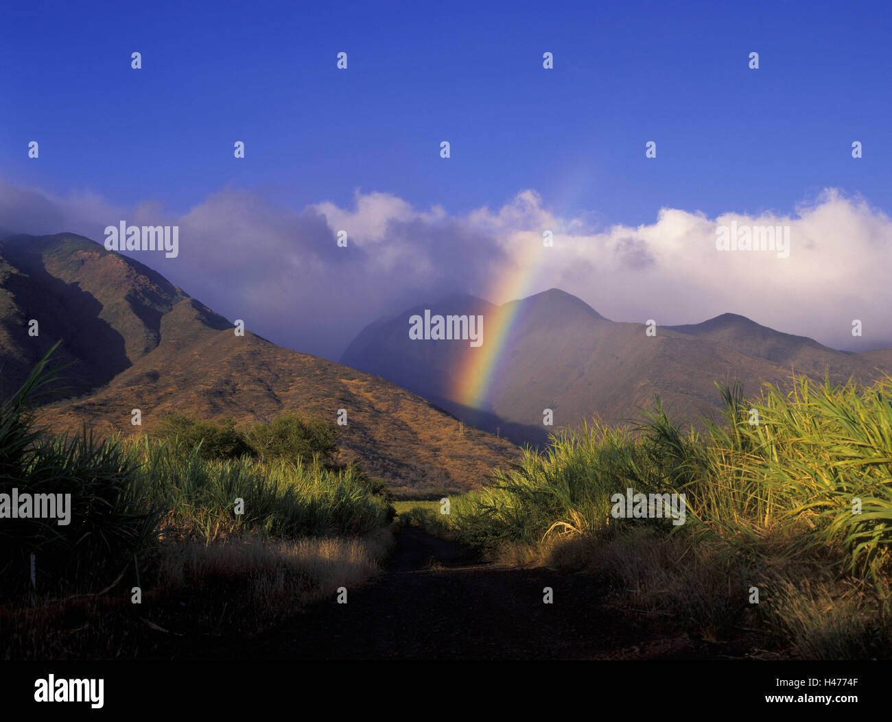 The USA, Hawaii, Maui, Lahaina, sugarcane field with rainbow, close ...
