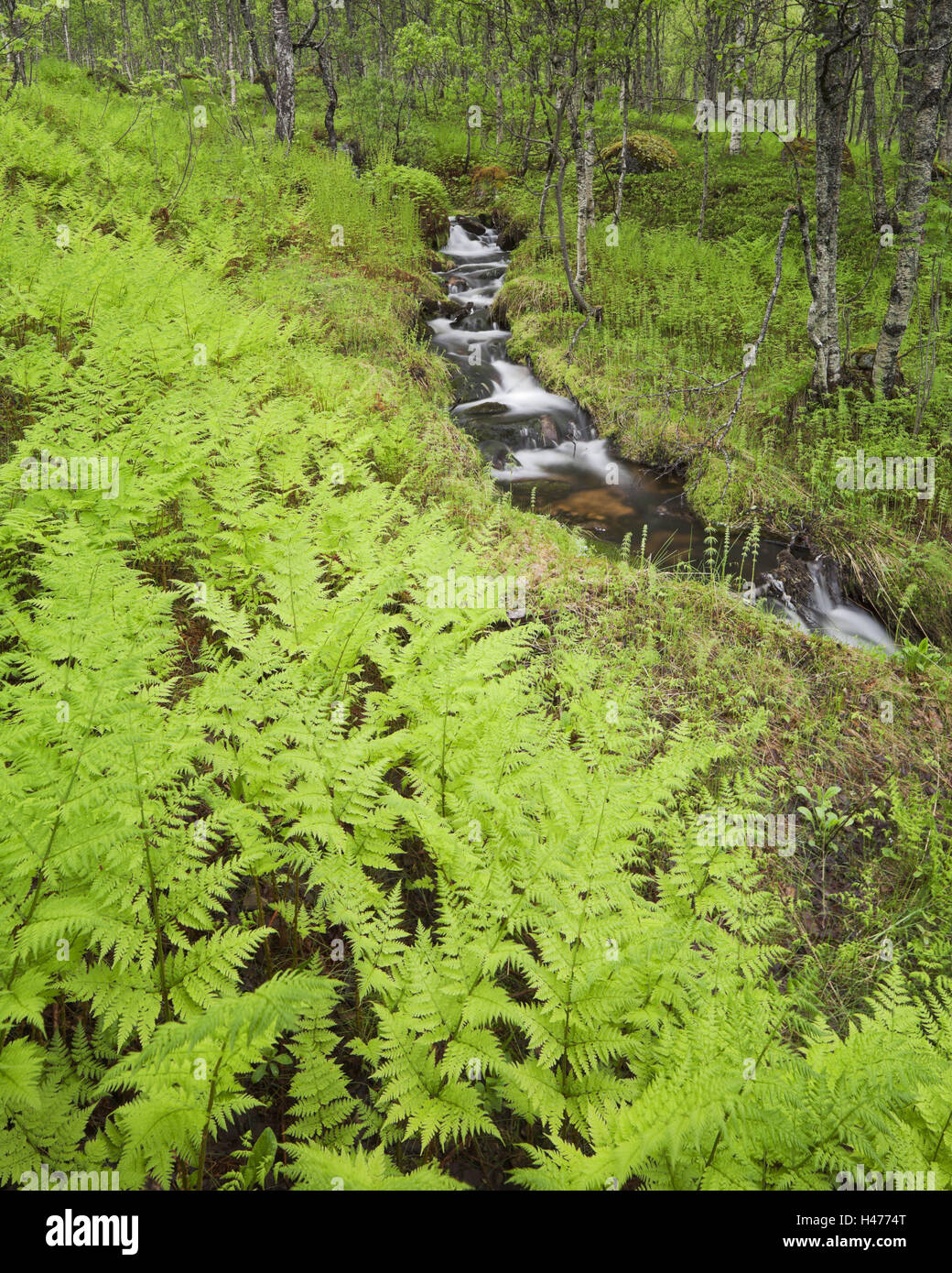 Norway, northern country, fern, brook Stock Photo - Alamy