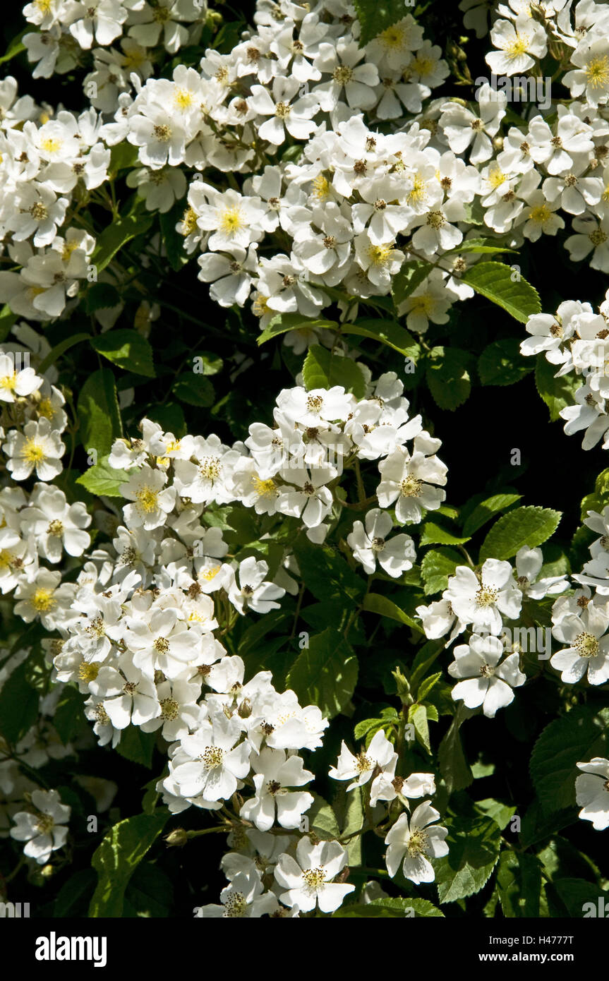 Rose multiflora hi-res stock photography and images - Alamy