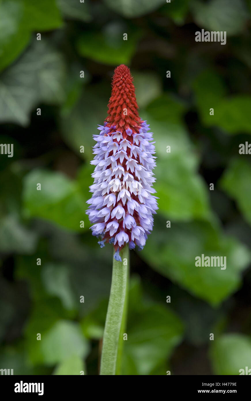 Orchid primrose, Primula vialii, blossom Stock Photo - Alamy