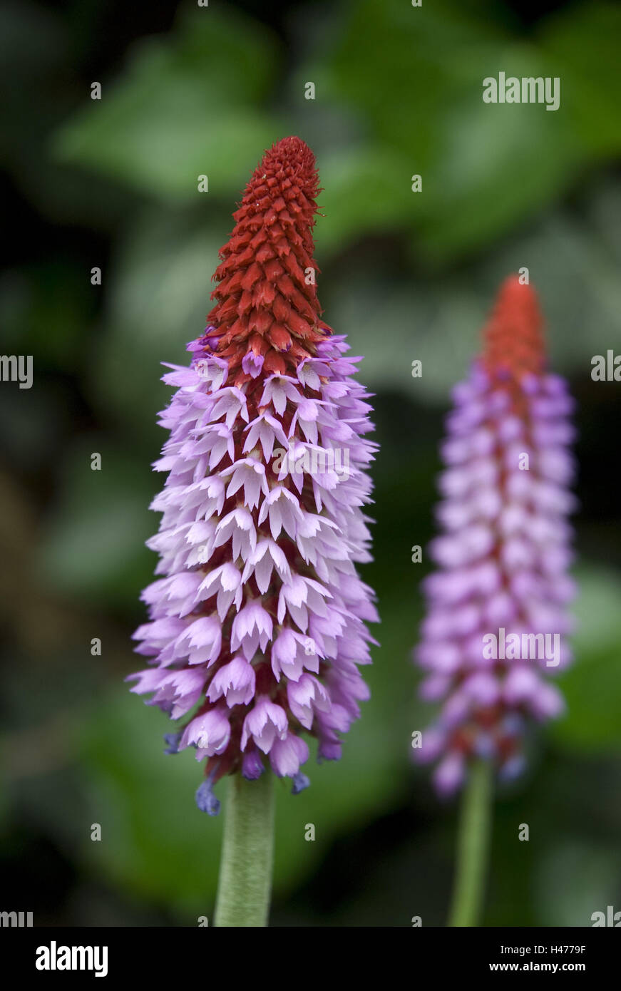 Orchid primrose, Primula vialii, blossom Stock Photo - Alamy