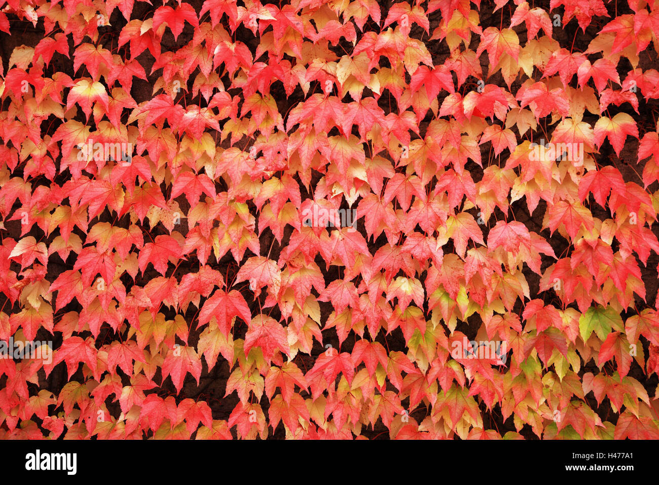 Ivy, autumn, season, leaves, ivy leaves, foliage, nature, red ...