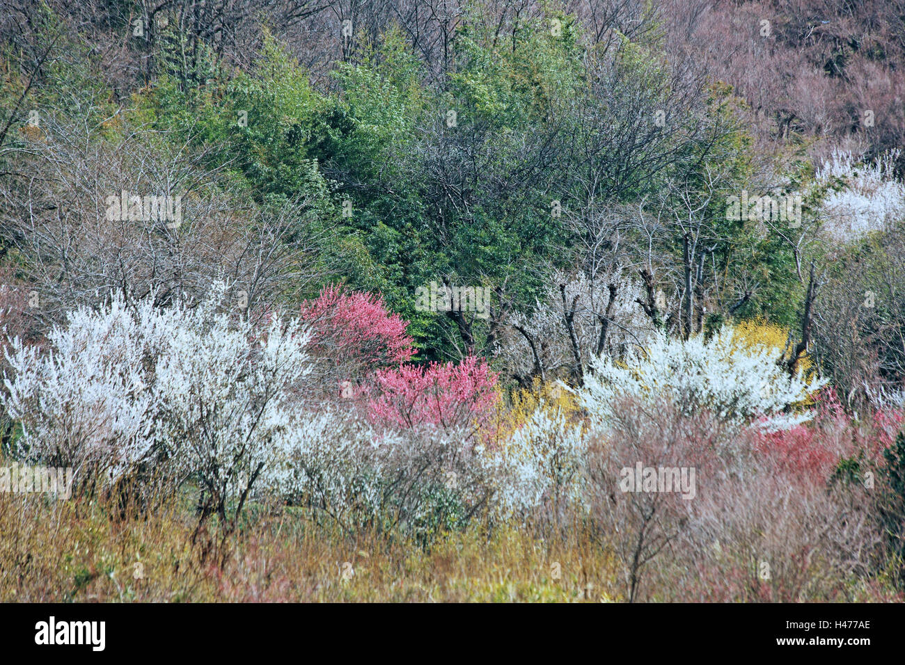 Trees, blossom, various, Japan, Fukushima, spring Stock Photo - Alamy