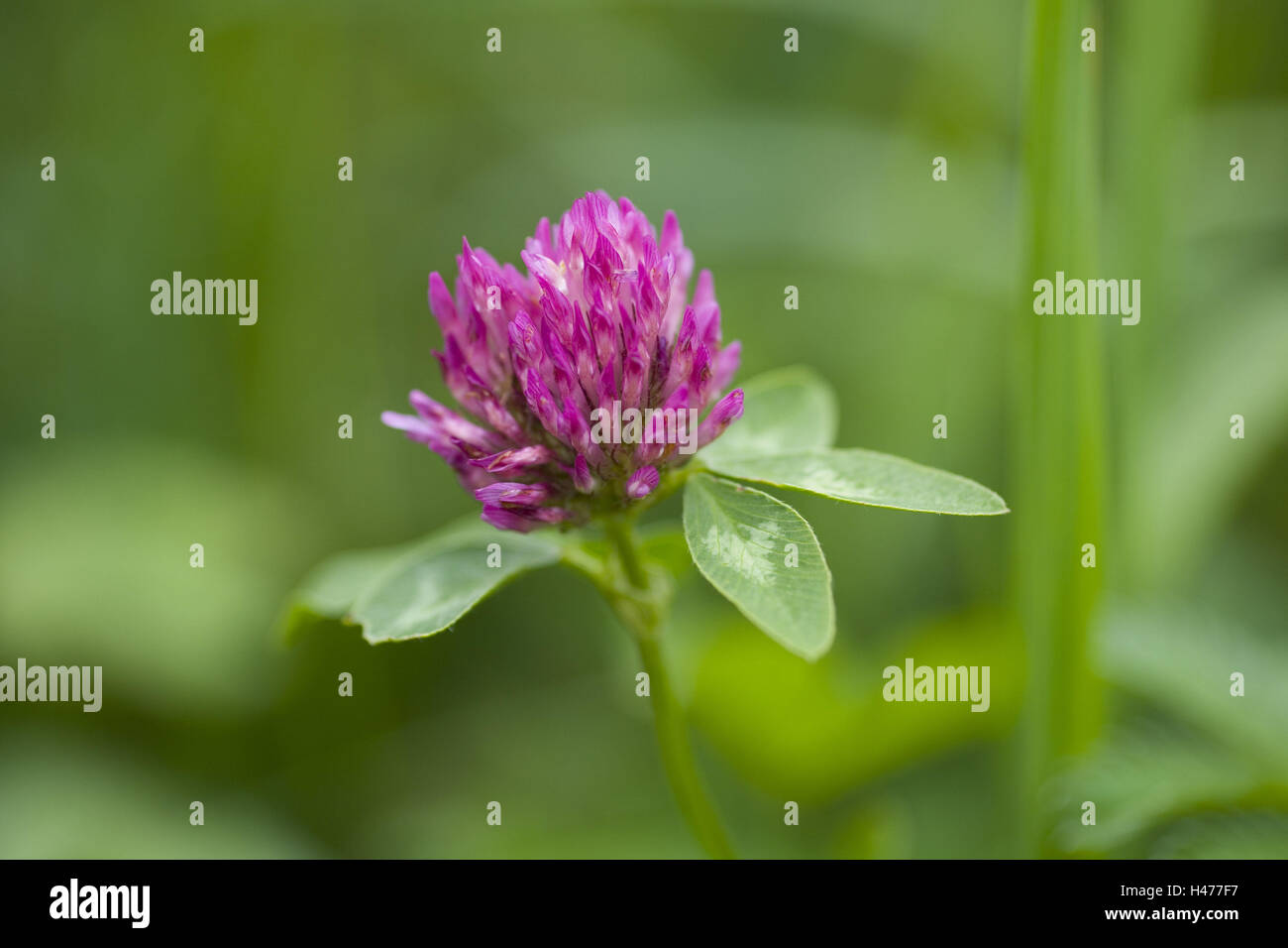 Medium red clover hi-res stock photography and images - Alamy