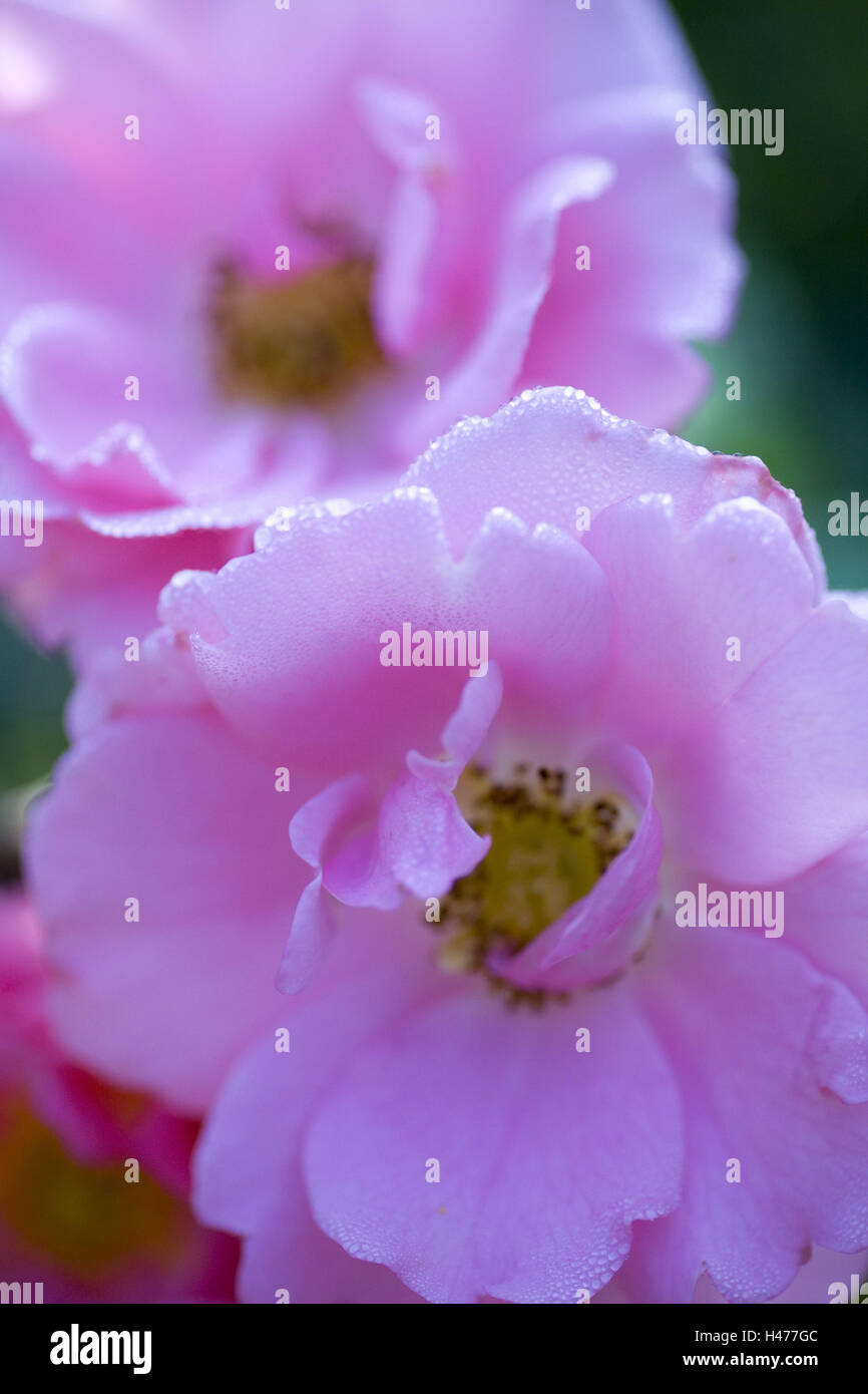 Pink roses with dewdrops Stock Photo - Alamy