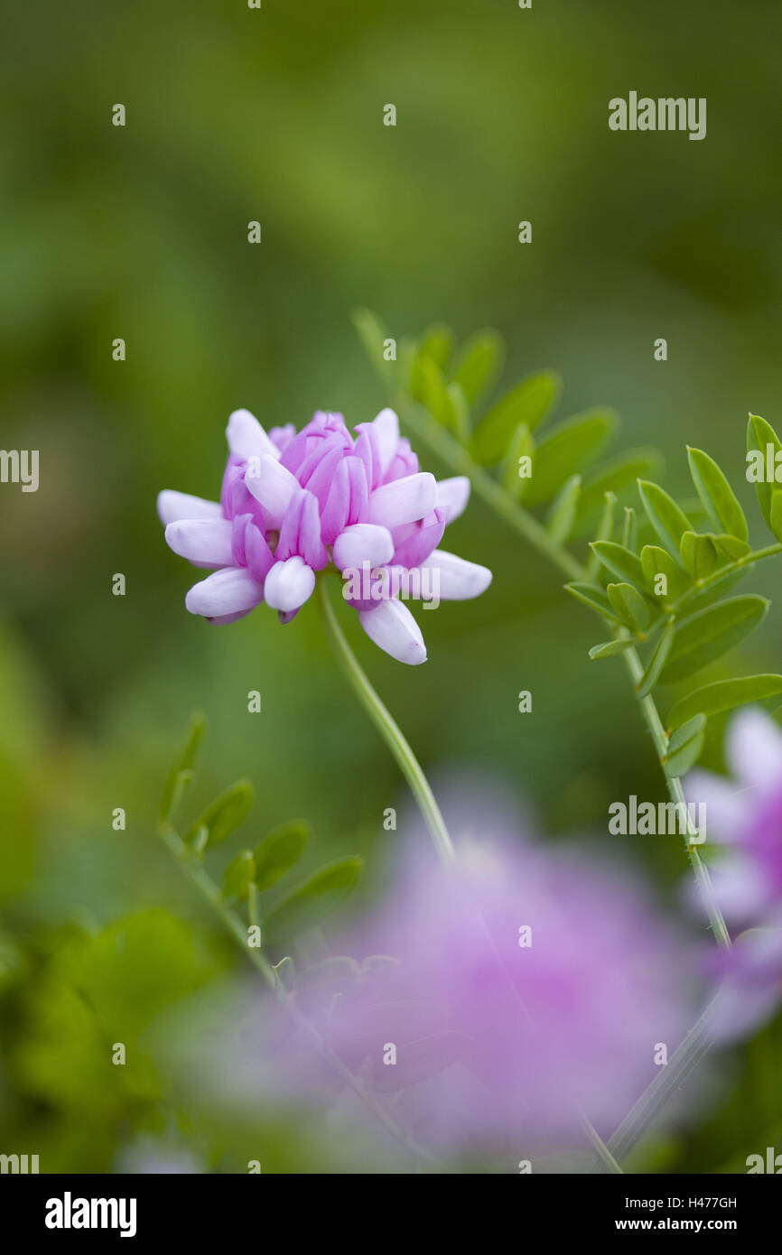 Pink vetches hi-res stock photography and images - Alamy