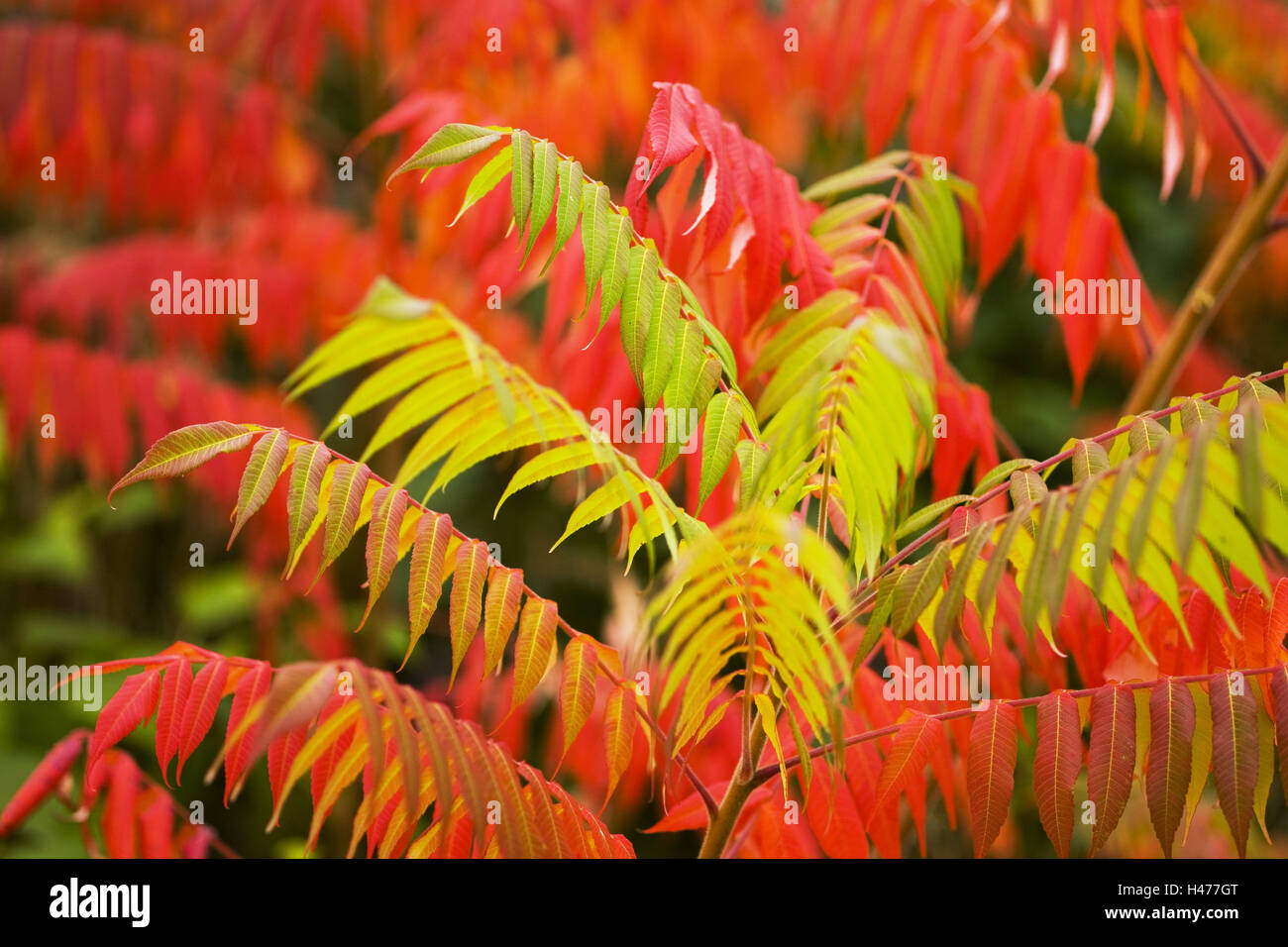 Bushes in red Herbsfärbung Stock Photo - Alamy
