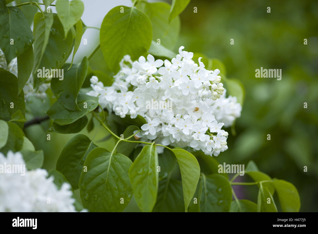 White lilac shrub Stock Photo - Alamy