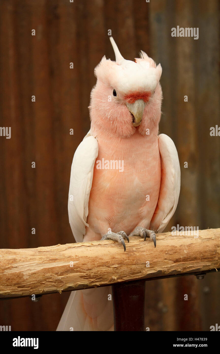 Major mitchell's cockatoo hi-res stock photography and images - Alamy