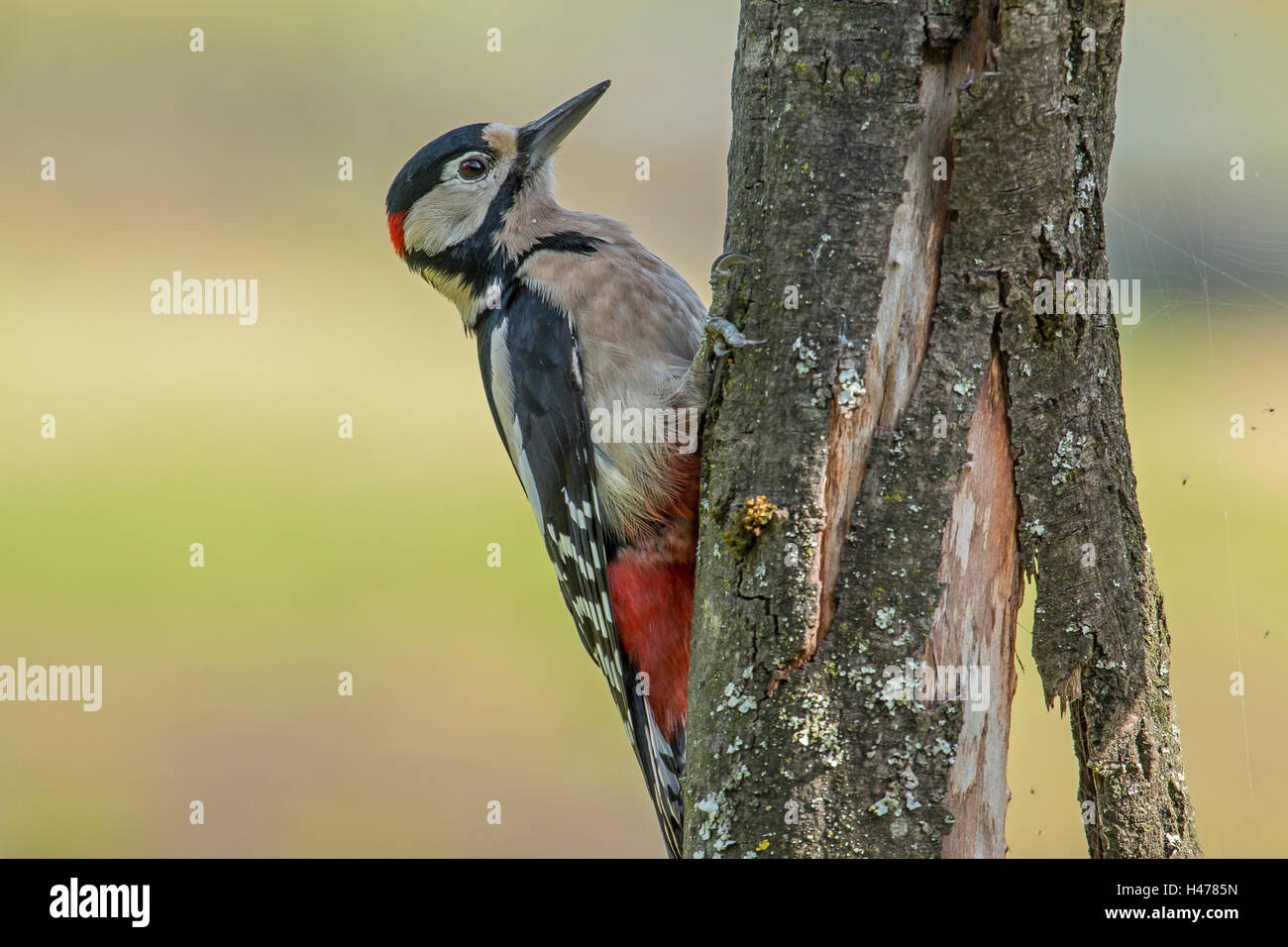Great spotted woodpecker scotland hi-res stock photography and images ...