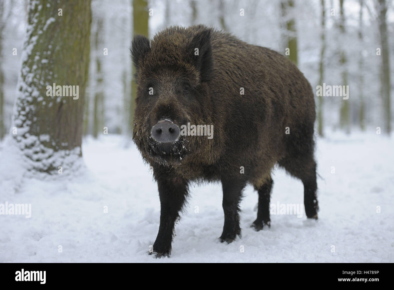 Wild boar germany 2010 hi-res stock photography and images - Alamy