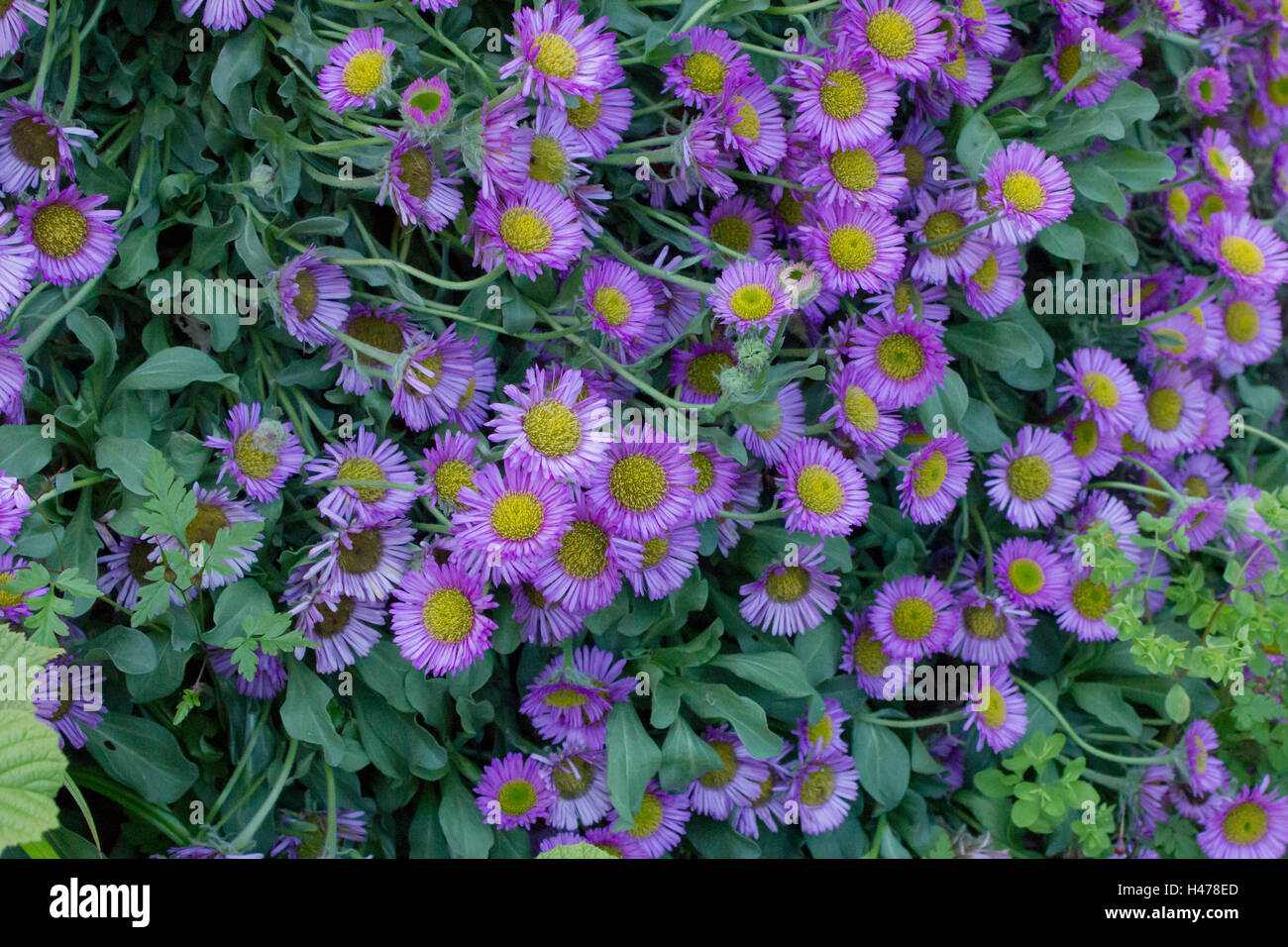 Purple cape daisy Stock Photo - Alamy