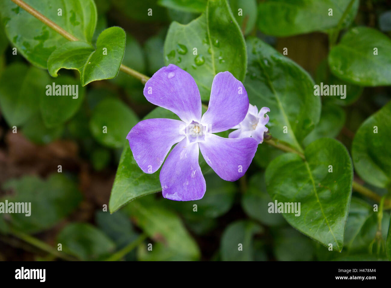 Periwinkle leaves and flower hi-res stock photography and images - Alamy