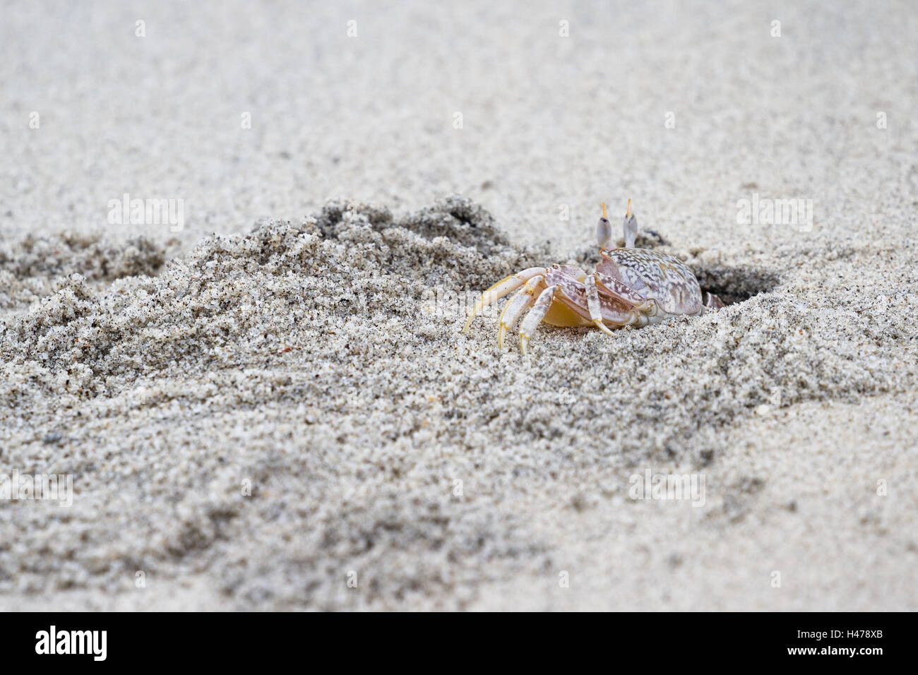 small shy ghost crab hiding in his hole on a beach in Panama Stock ...
