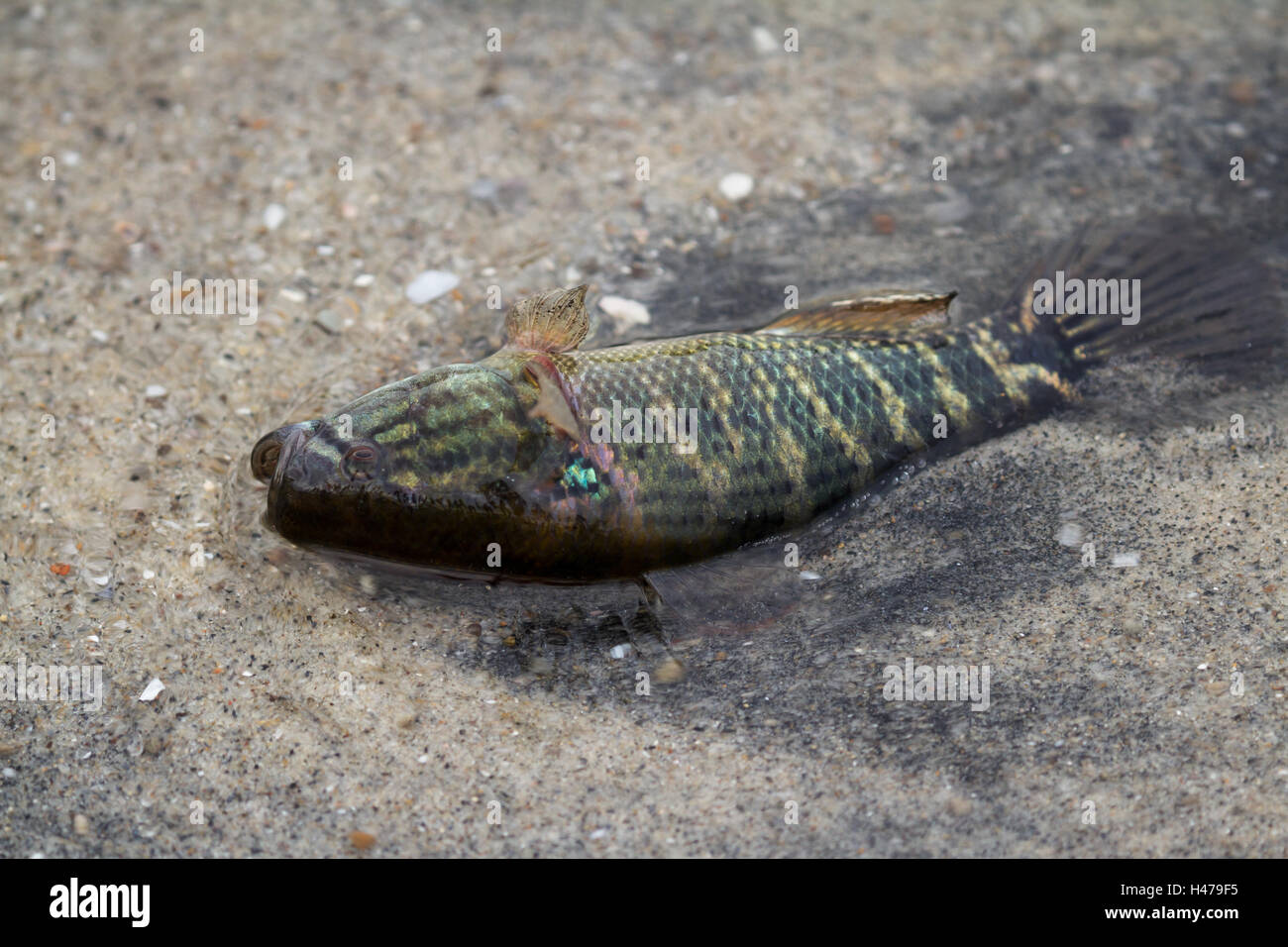 green striped fish dying in shallow sandy waters Stock Photo - Alamy