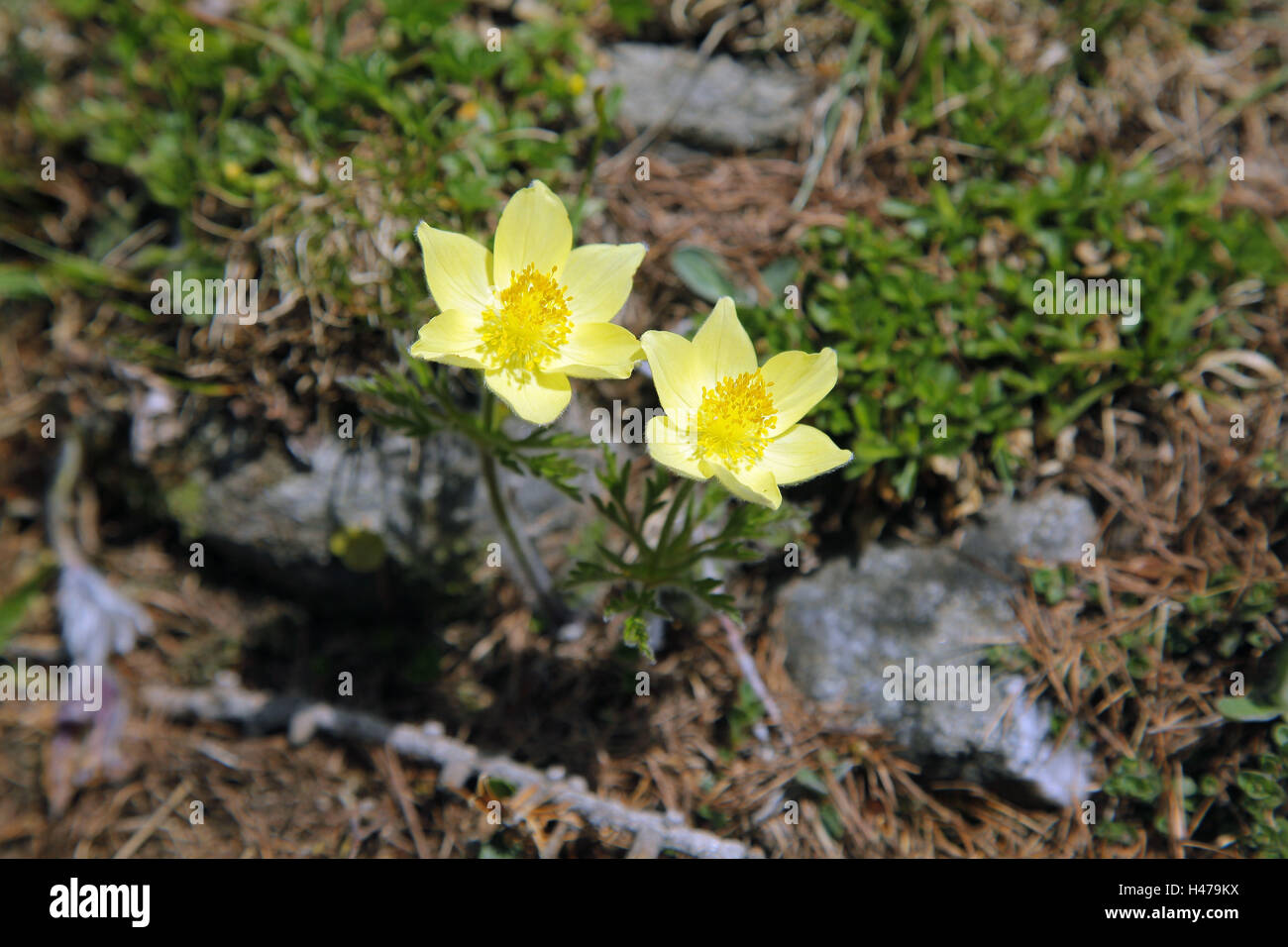 Alp flower, yellow alps-cow's clamp Stock Photo - Alamy