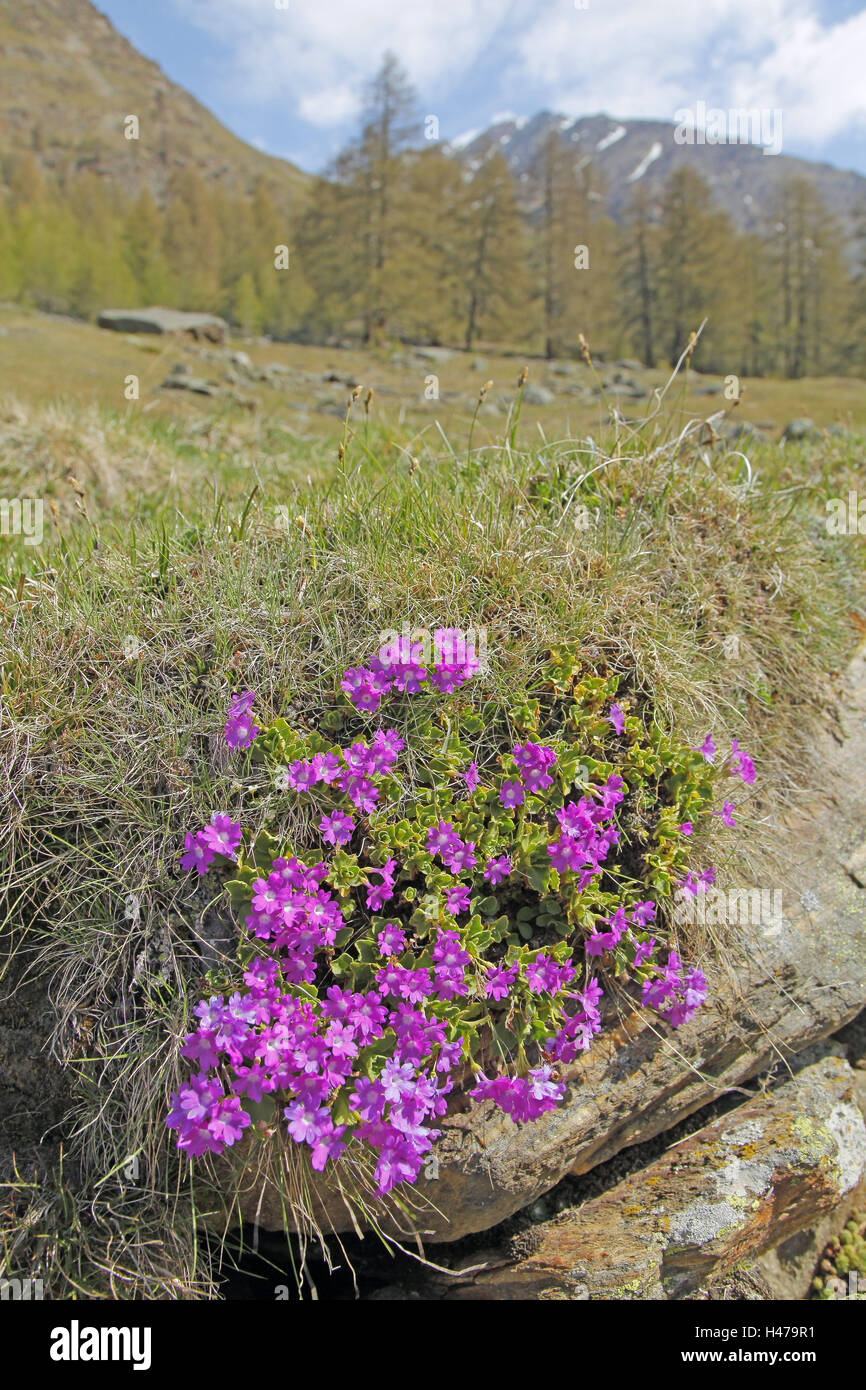 Alpine flowers, glue primrose Stock Photo - Alamy
