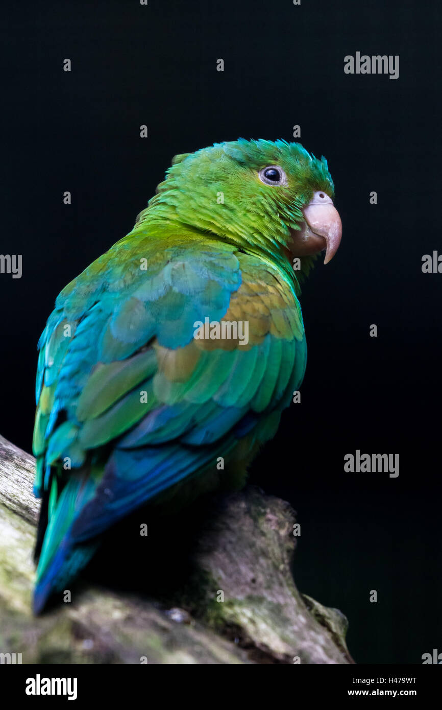 Parakeet of panama hi-res stock photography and images - Alamy