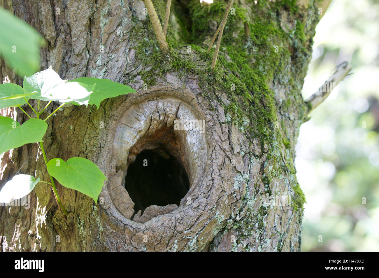 Knothole in trunk Stock Photo - Alamy