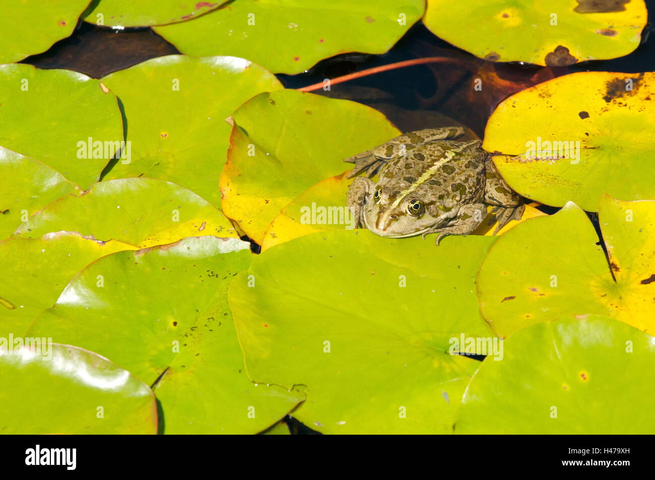 Frog on water lily leaves Stock Photo - Alamy