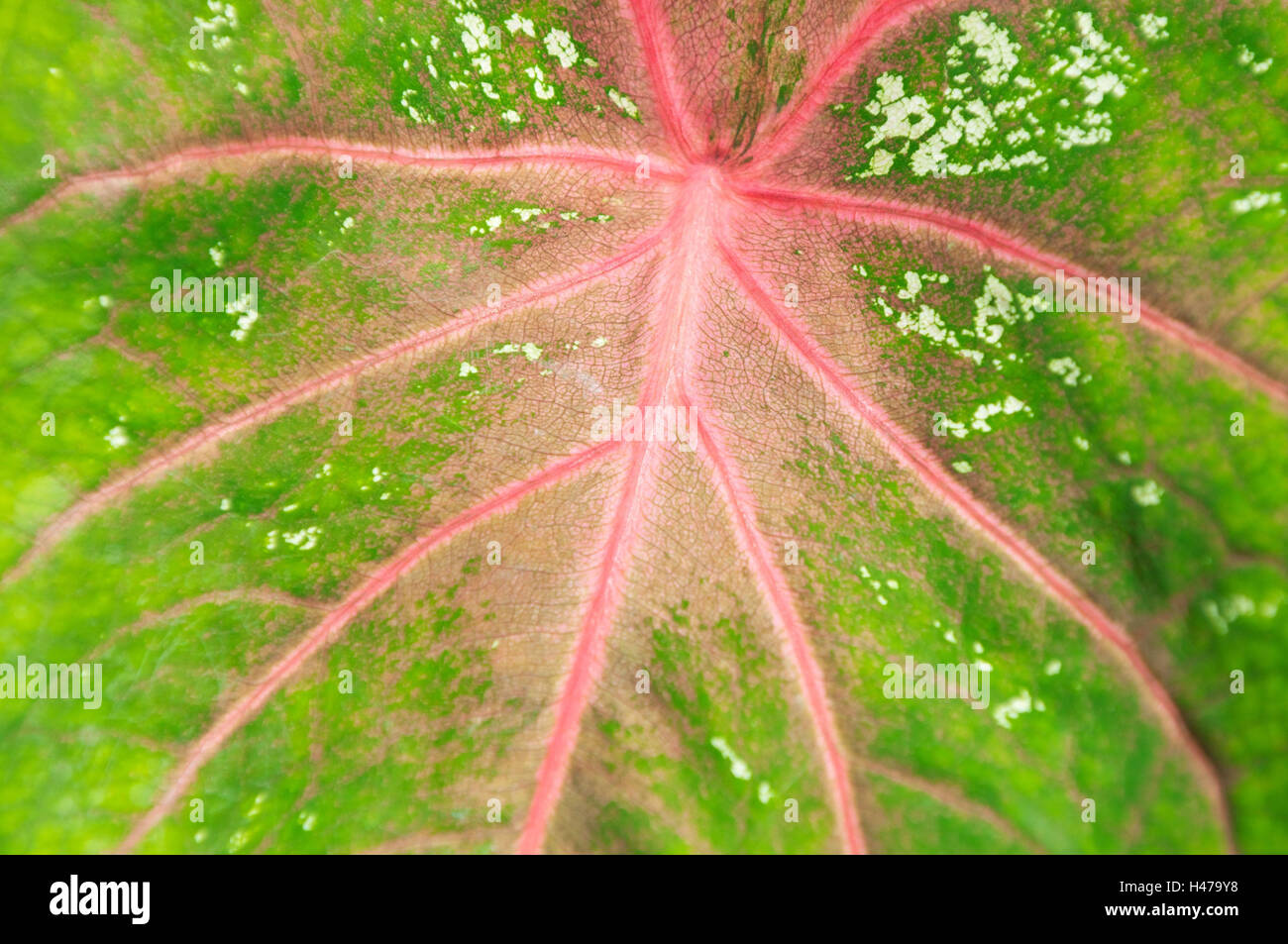 Leaf with red leaf-veins, close-up Stock Photo - Alamy