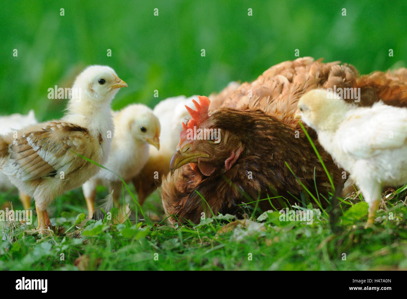 Chicken babies hi-res stock photography and images - Alamy