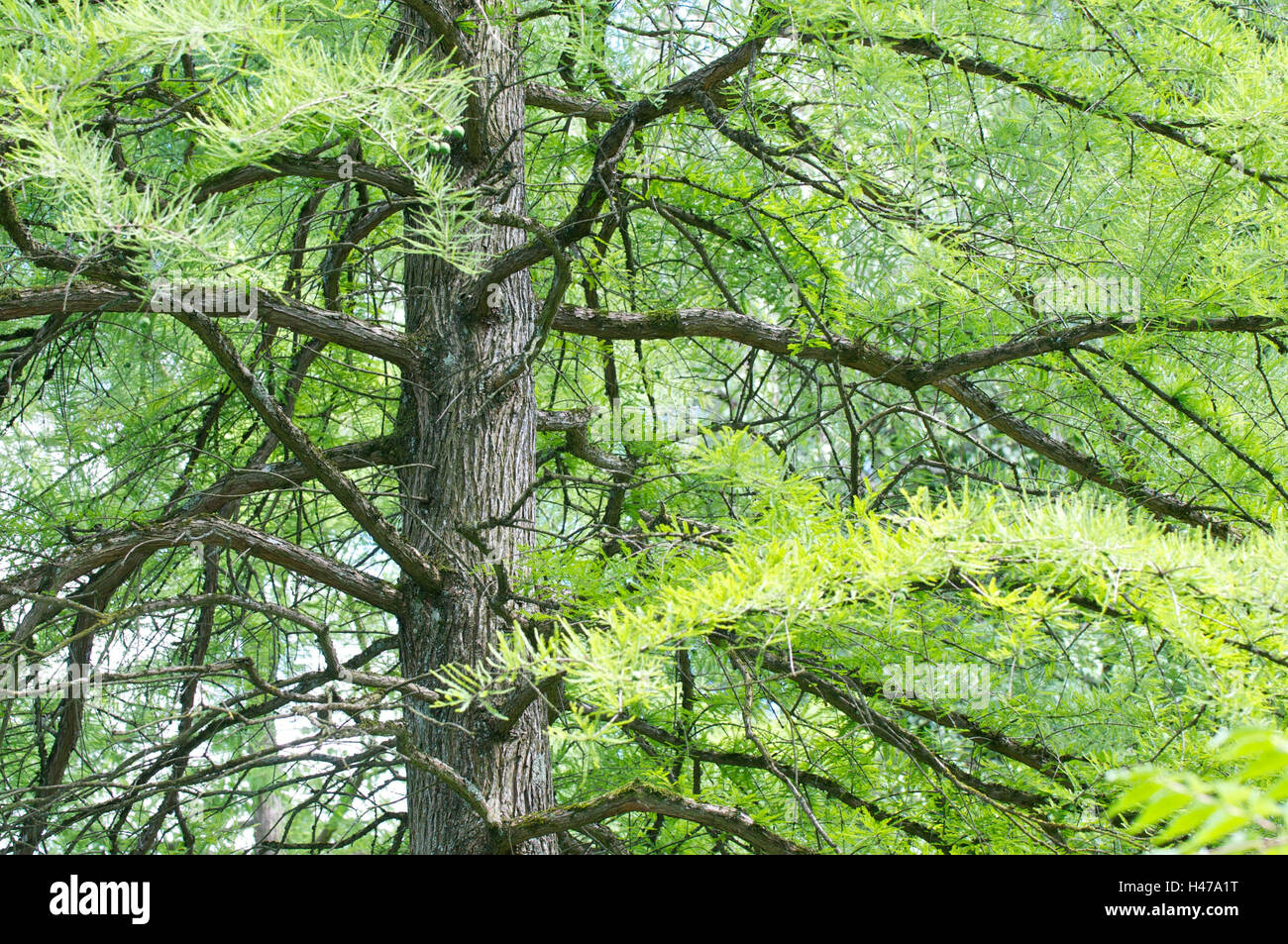 Strain and branches of a cedar Stock Photo - Alamy