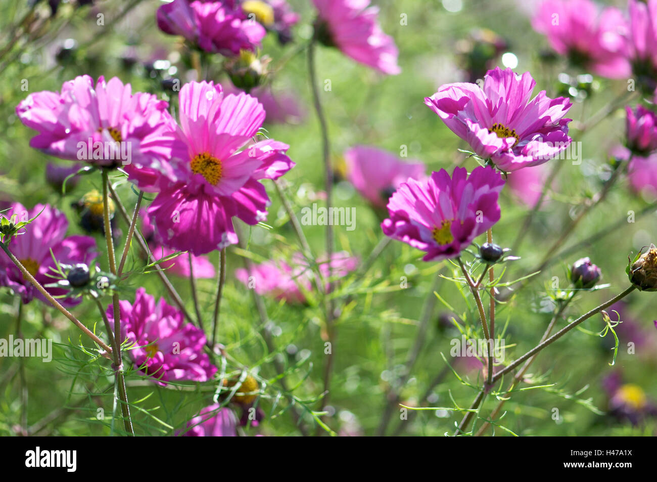 Garden cosmos, Cosmos bipinnatus Stock Photo - Alamy