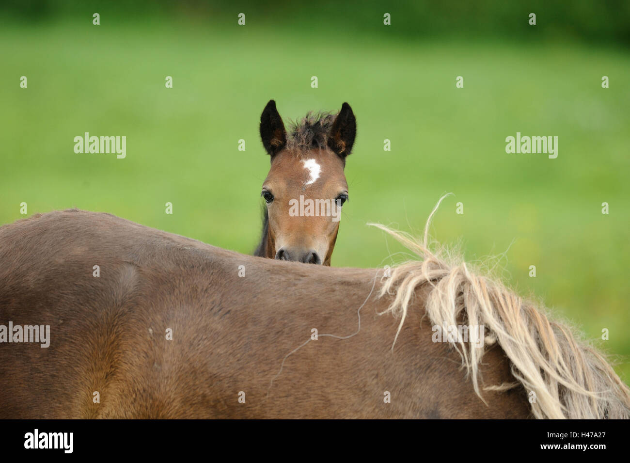 Welsh Pony, foal, portrait, head-on, view camera Stock Photo - Alamy