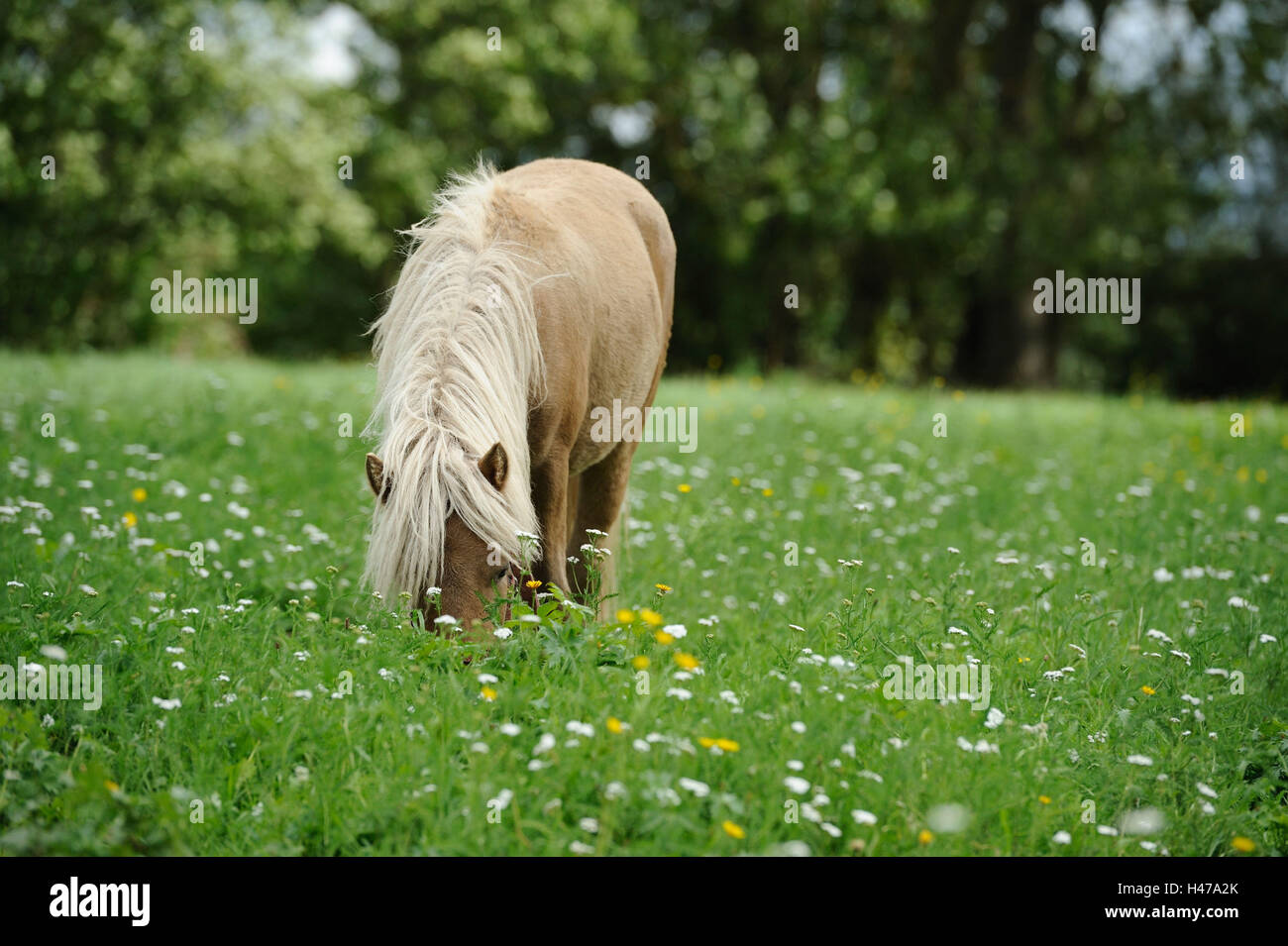 Horse eating grass hi-res stock photography and images - Alamy