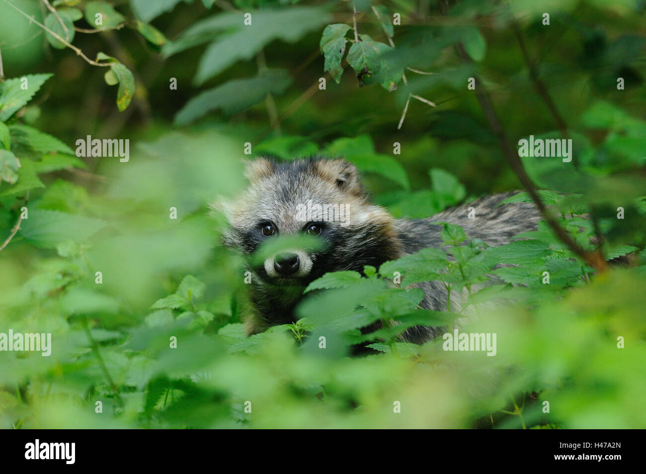 Marten's dog, Nyctereutes procyonoides, wood, view camera Stock Photo ...