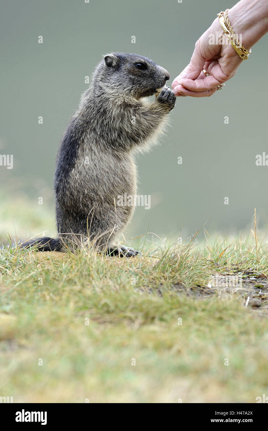 Can I Feed Ground Hogs Dog Food