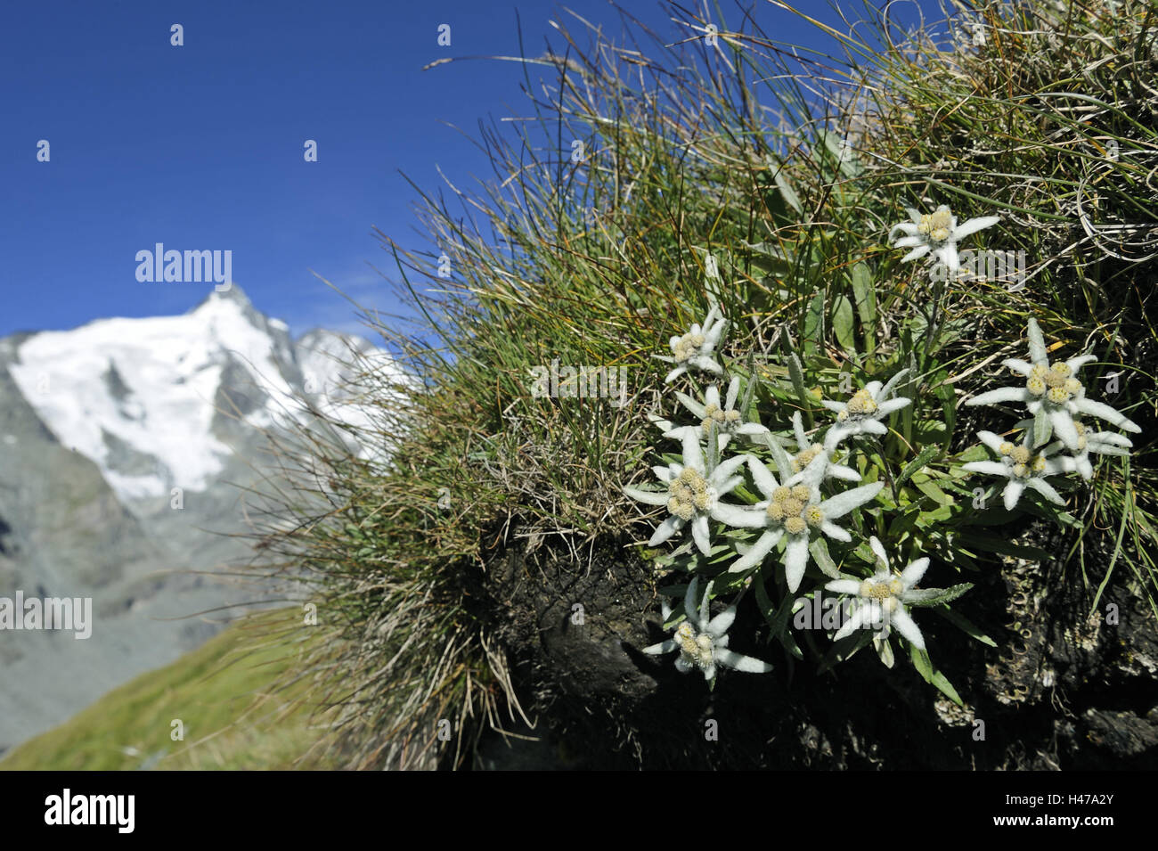 Austria, national park High Tauern, edelweiss, blossom, Großglockner ...