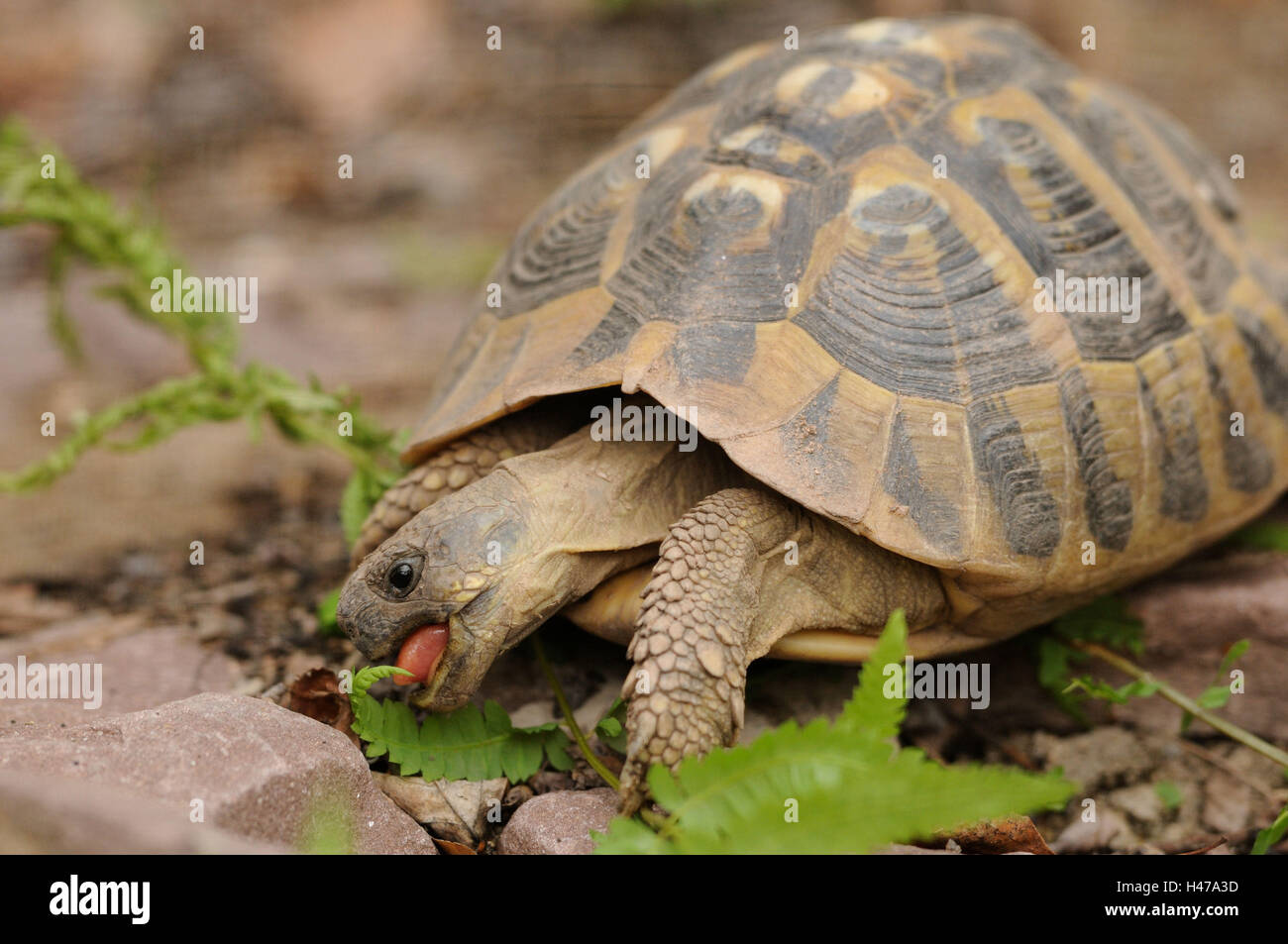 Land tortoise hi-res stock photography and images - Alamy