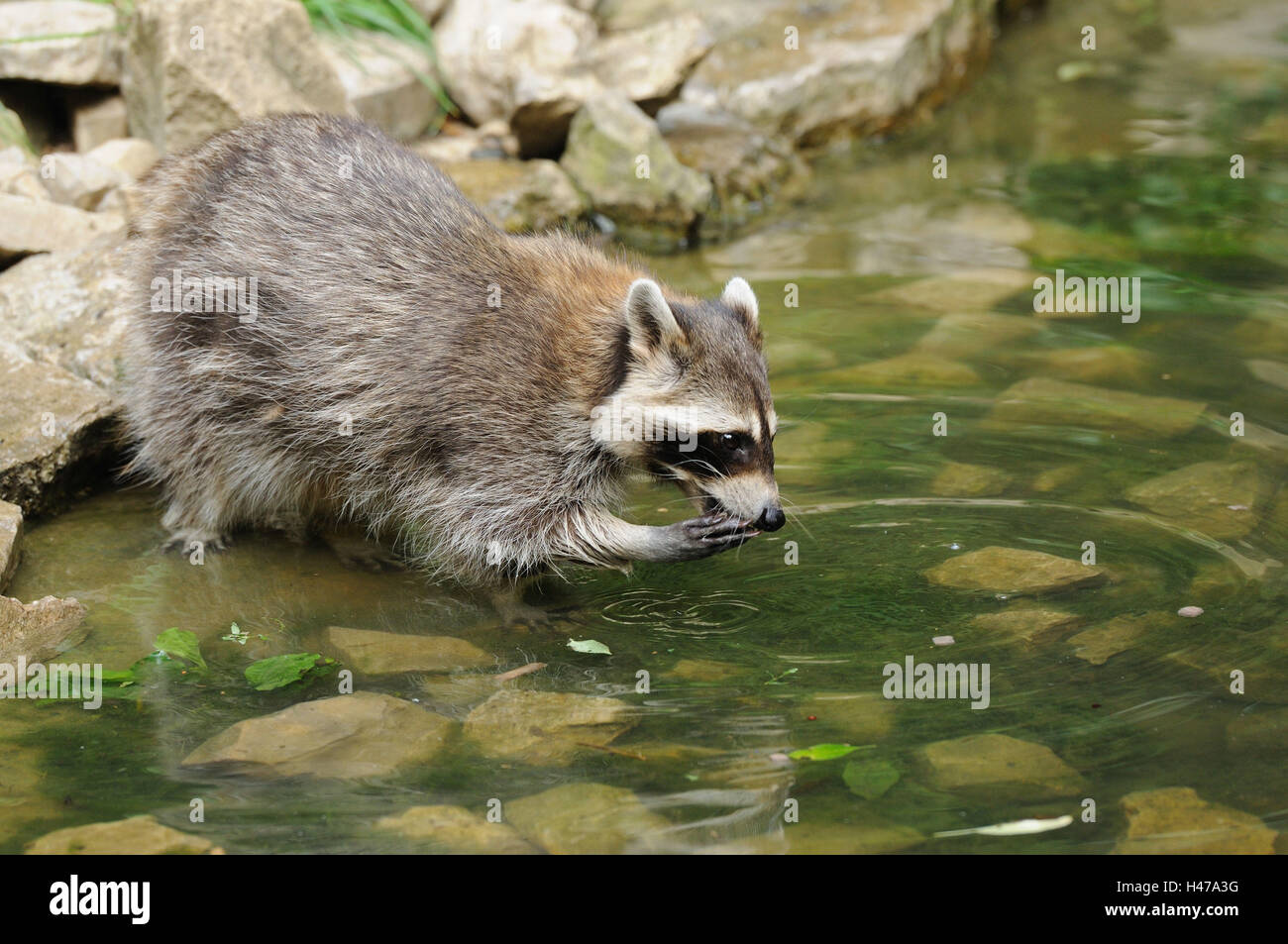 Racoon, Procyon lotor, shore, water, side view Stock Photo - Alamy