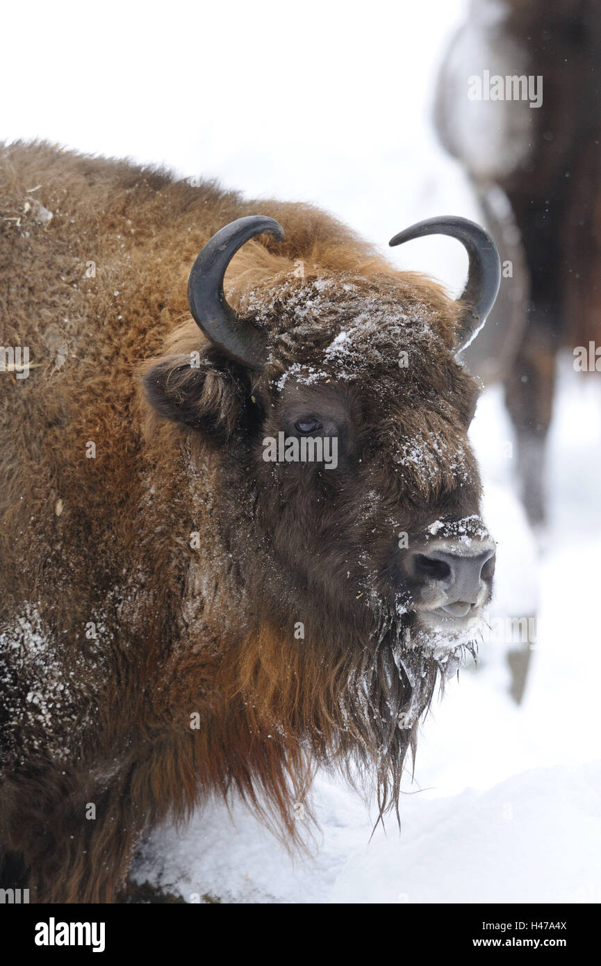 Bison, bison bonasus, portrait, side view Stock Photo - Alamy