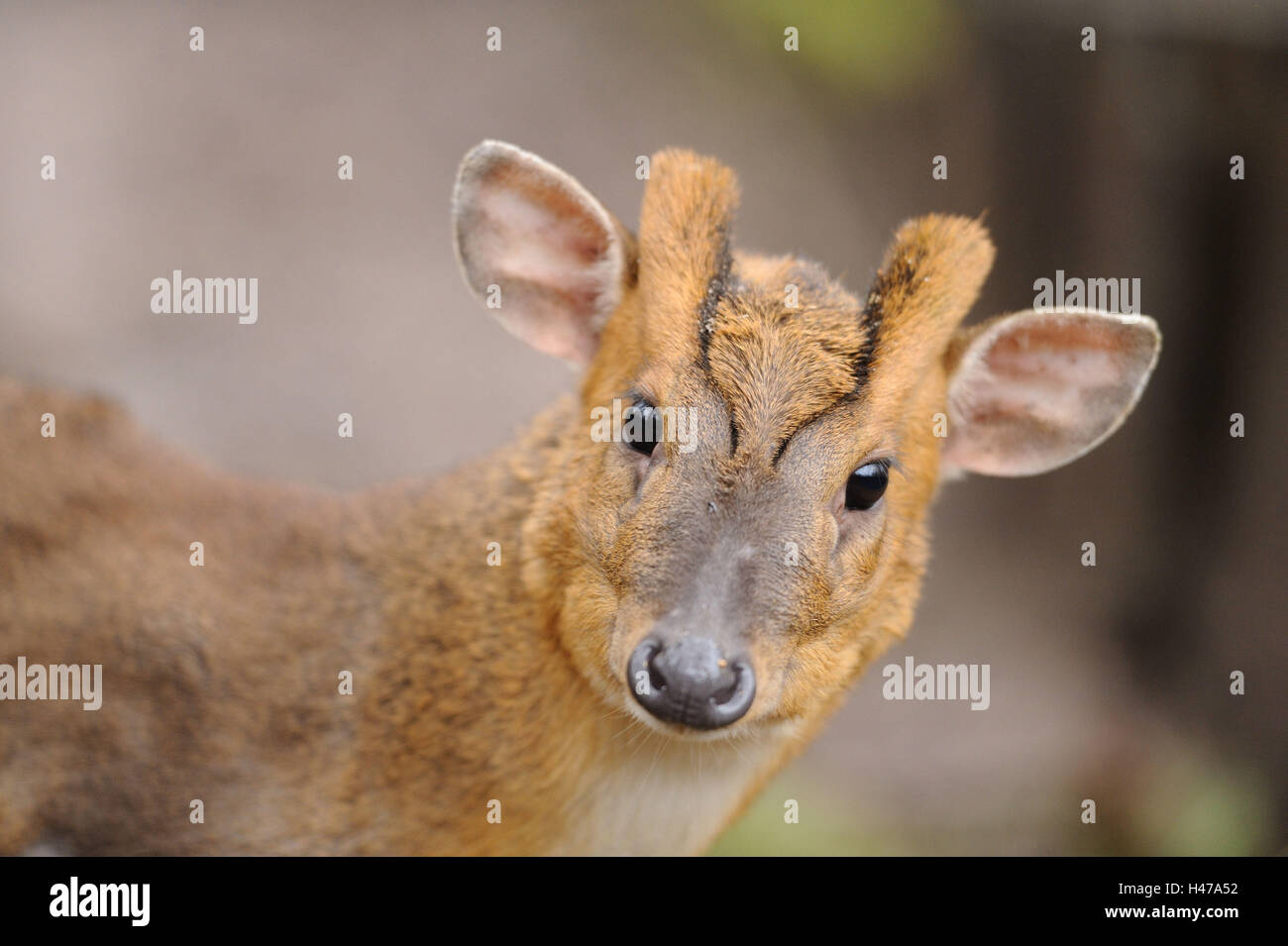 Chinese Muntjak High Resolution Stock Photography and Images - Alamy