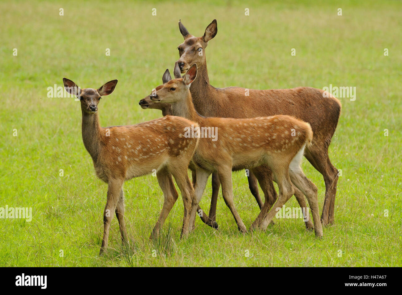 Red deer, Cervus elaphus, hind with fawns, meadow Stock Photo - Alamy