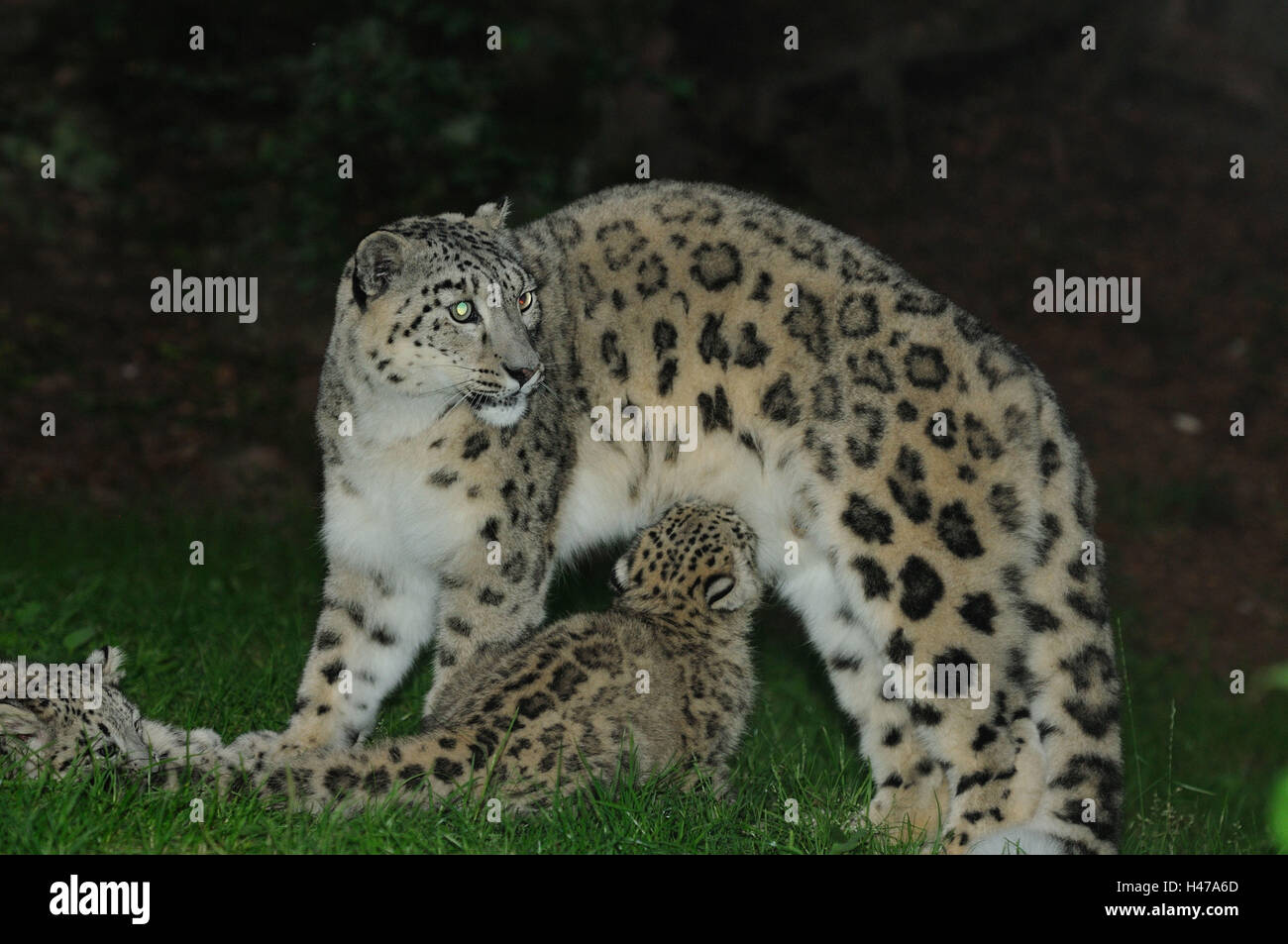 Snow leopards, Uncia uncia, mother animal, young animal, nurse Stock ...